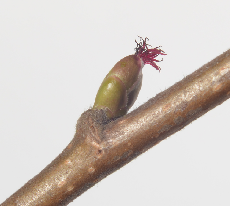 Hazel Flower Buds - Hello Trees