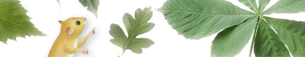 Hello! - Hello Trees